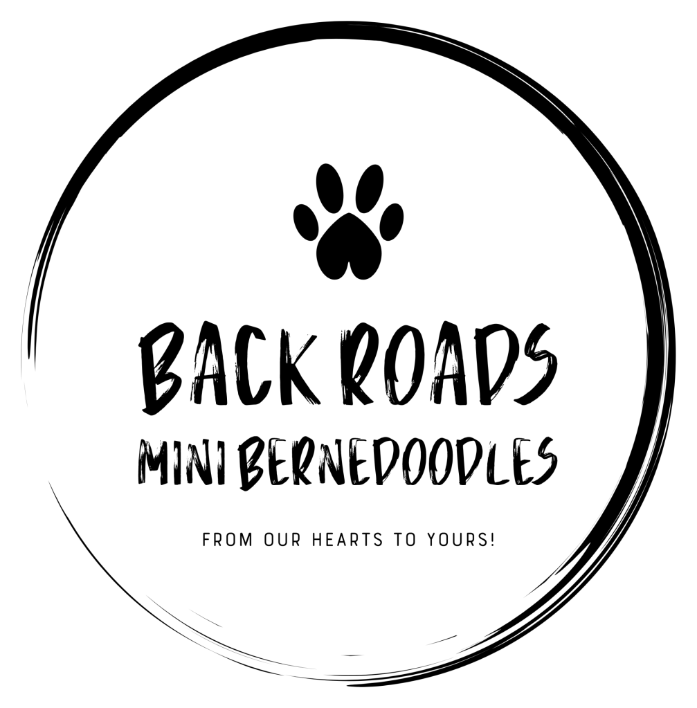 Back Roads Mini Bernedoodles – Bernese Mountain Dog and Miniature Poodle